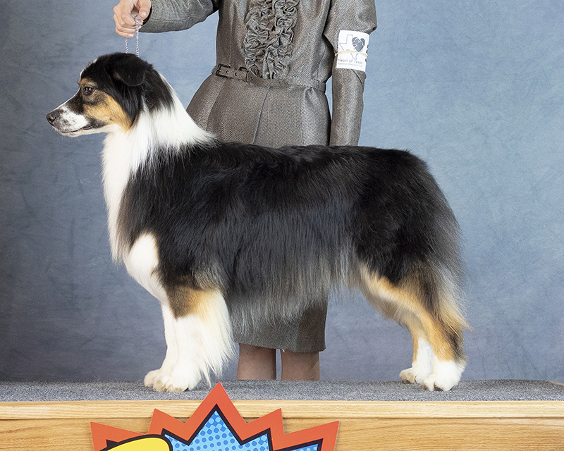 Trilogy Australian Shepherds • Males