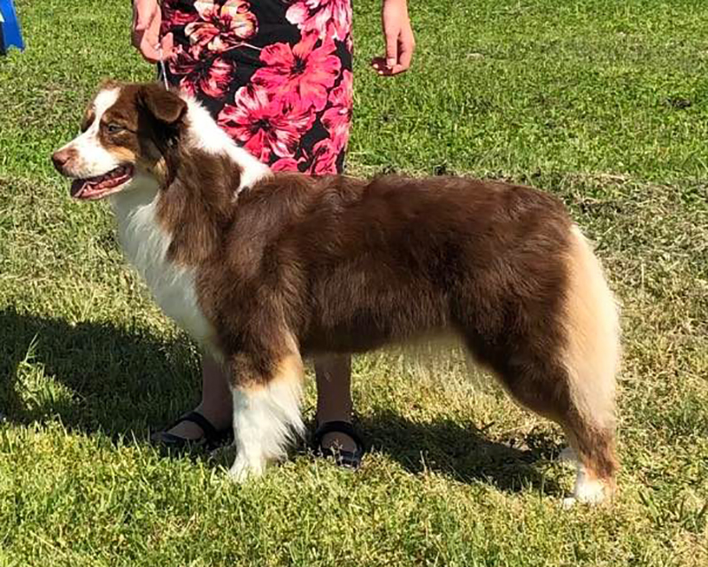 Trilogy Australian Shepherds • Males