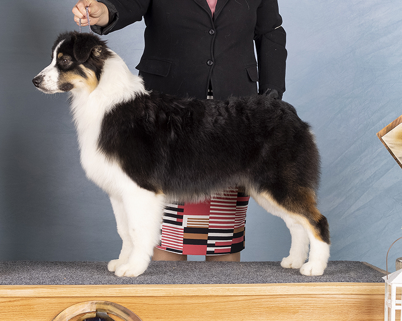 Trilogy Australian Shepherds • Males