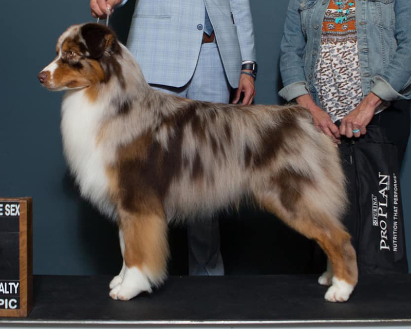 Trilogy Australian Shepherds • Males