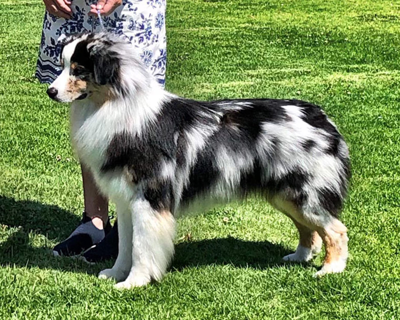 Trilogy Australian Shepherds • Males