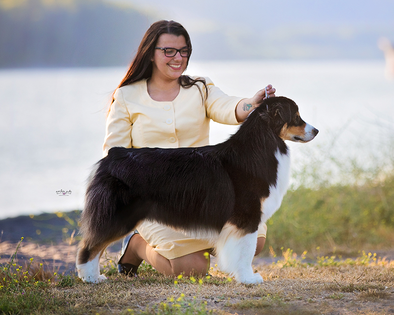 Trilogy Australian Shepherds • Males